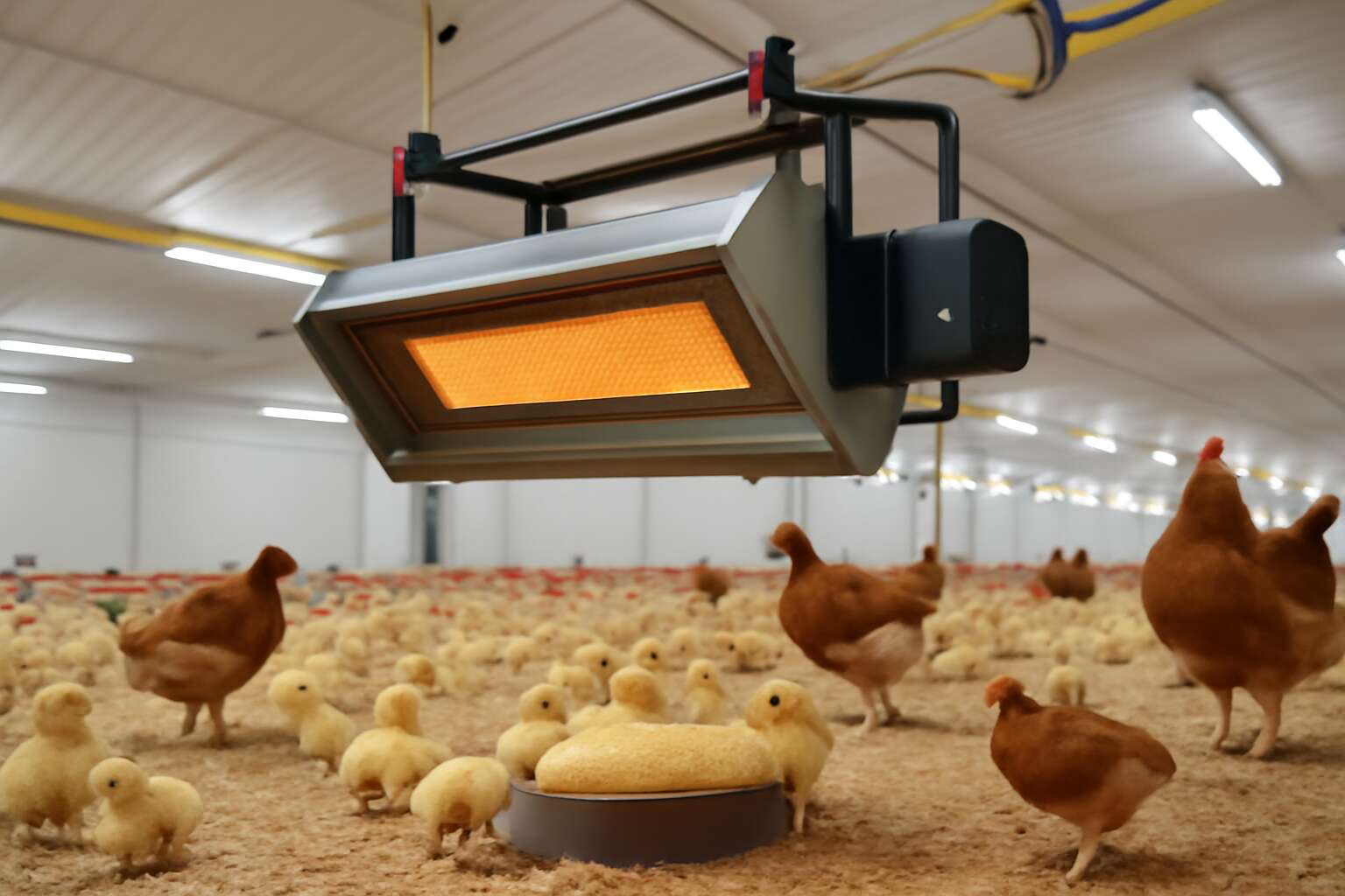 Boost Poultry Farming Efficiency with the Innovative Poultry Gas Heater ...