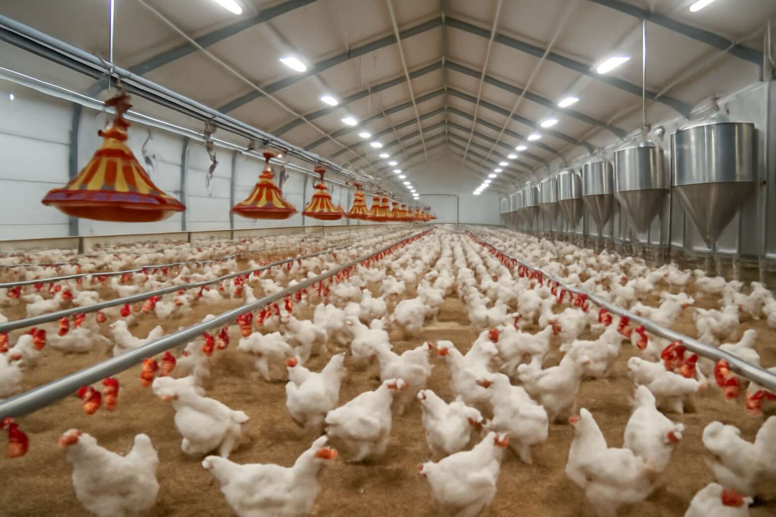 Boost efficiency with the latest equipment in poultry production for ...